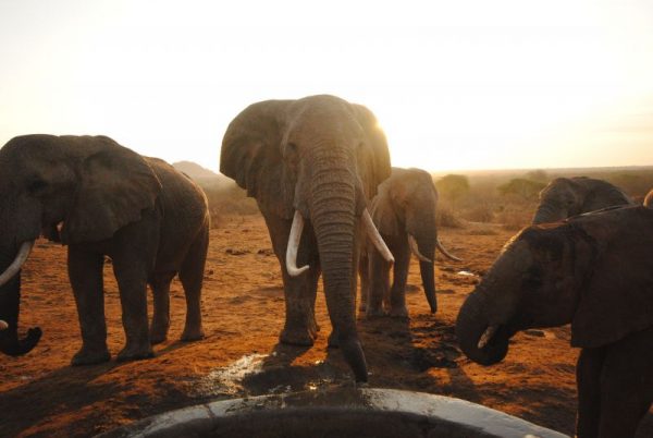 El rescate de un elefante africano | Letras Libres