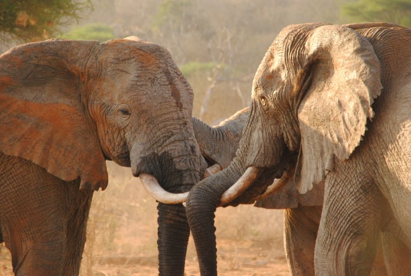 El rescate de un elefante africano | Letras Libres