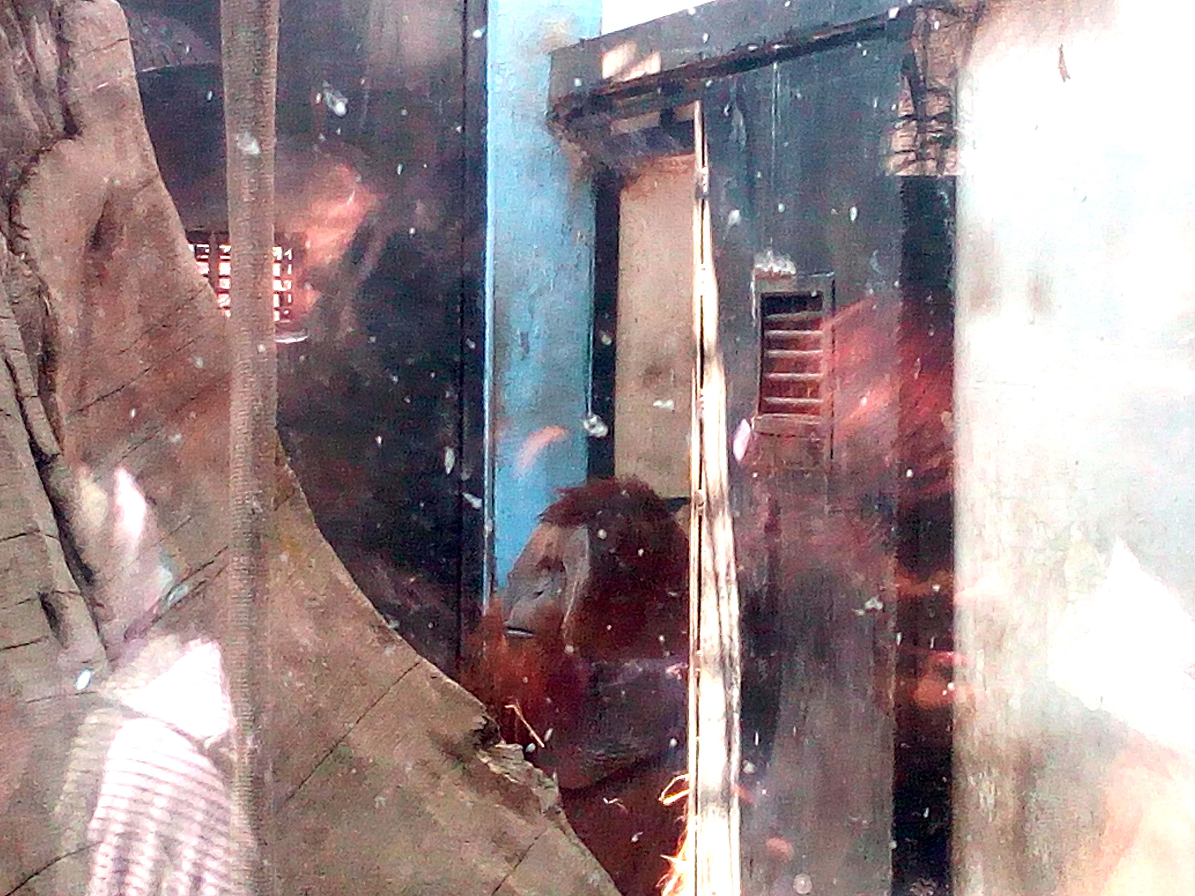 Semanario simiesco #4: nuestra extinción | Letras Libres